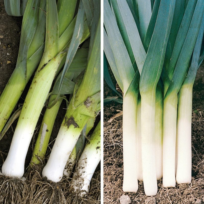 Leek Veg Plant Collection