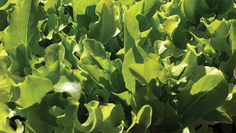 How to Grow Lettuce from Seed | D.T. Brown