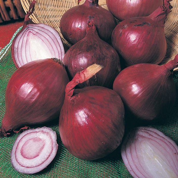 Red Baron AGM Onion Plants From D.T. Brown