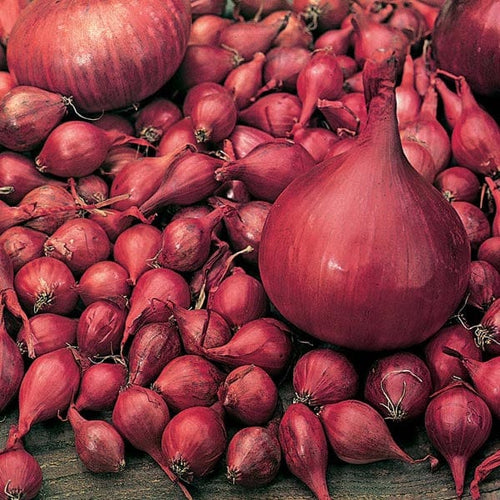 How to Grow Onion and Shallot Sets | D.T. Brown