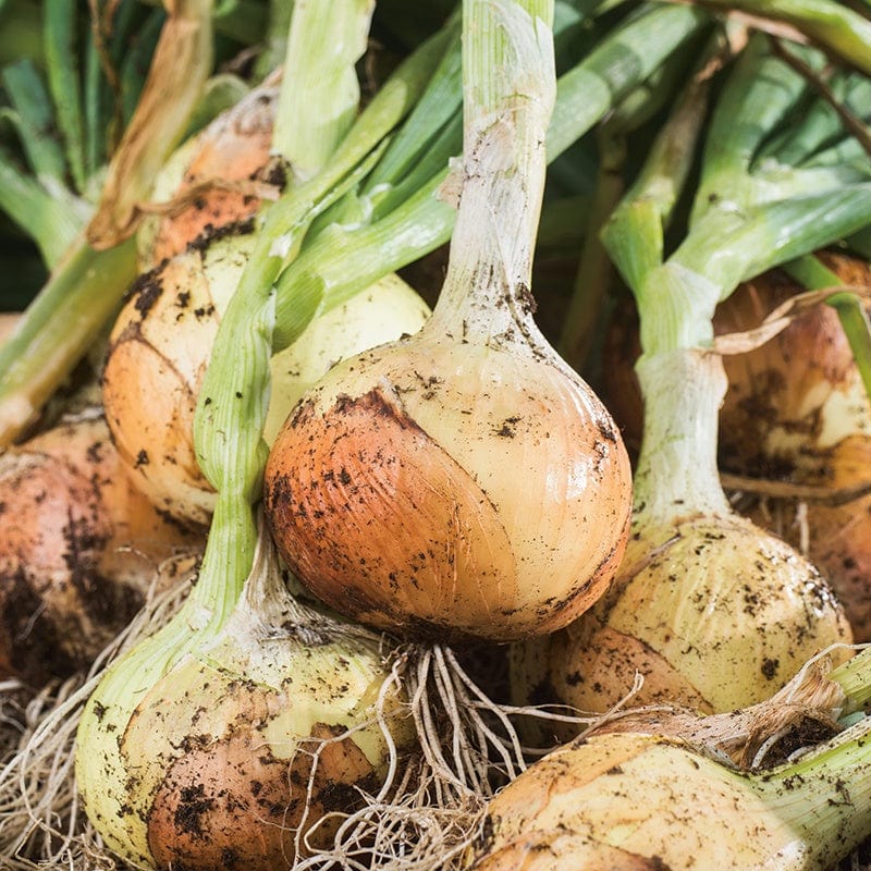 Onion Element Veg Plants From D.T. Brown