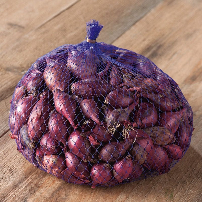 Red Baron AGM Heat Treated Onion Sets From D.T. Brown