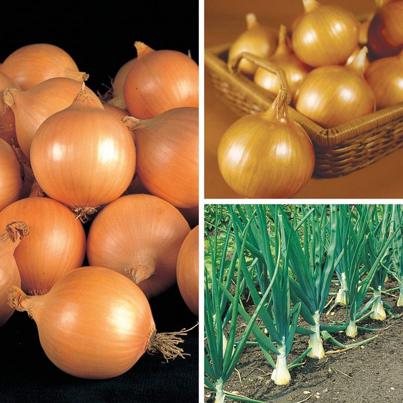 Exhibition Onion Plant Collection From D.T. Brown