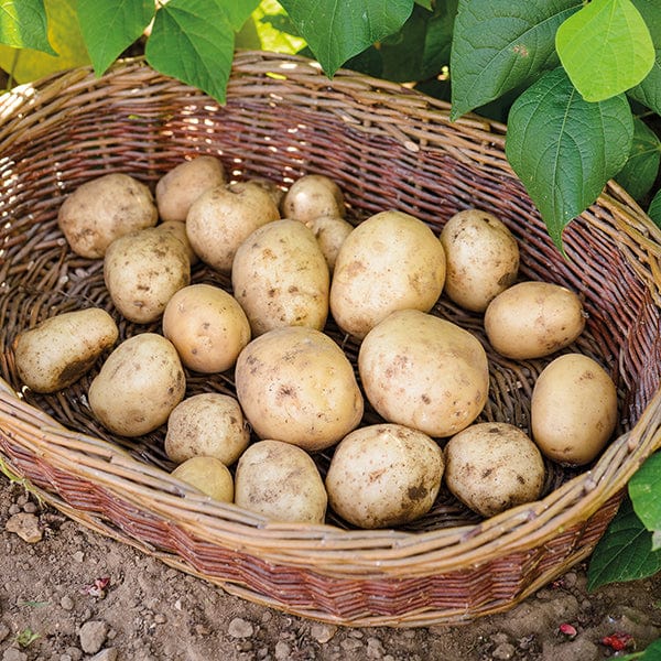 Potato Foremost (First Early Seed Potato) From D.T. Brown