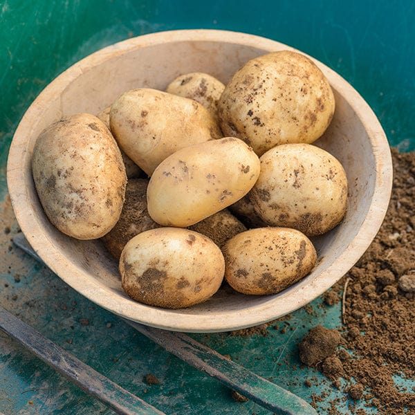 Potato Pentland Javelin (First Early Seed Potato) From D.T. Brown