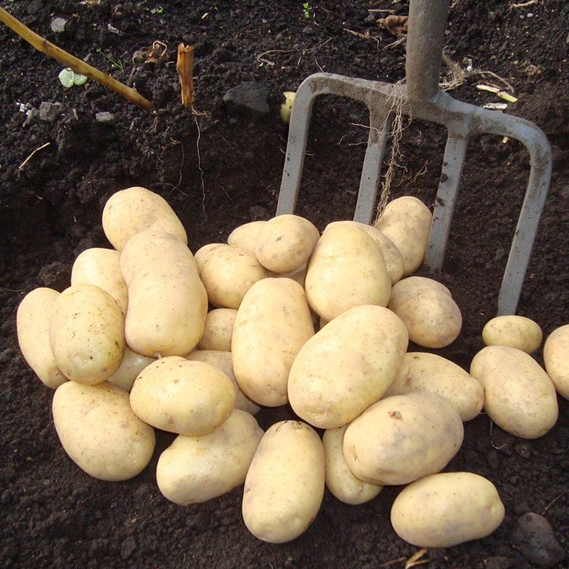 Potato Wilja (Second Early Seed Potatoes) From D.T. Brown