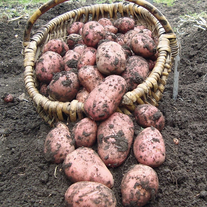 Rooster Potato Seeds | Albert Bartlett Seed Potato | D.T. Brown Seeds
