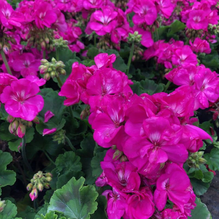 Pelargonium Eco Merle Purple Flower Plants | D.T. Brown