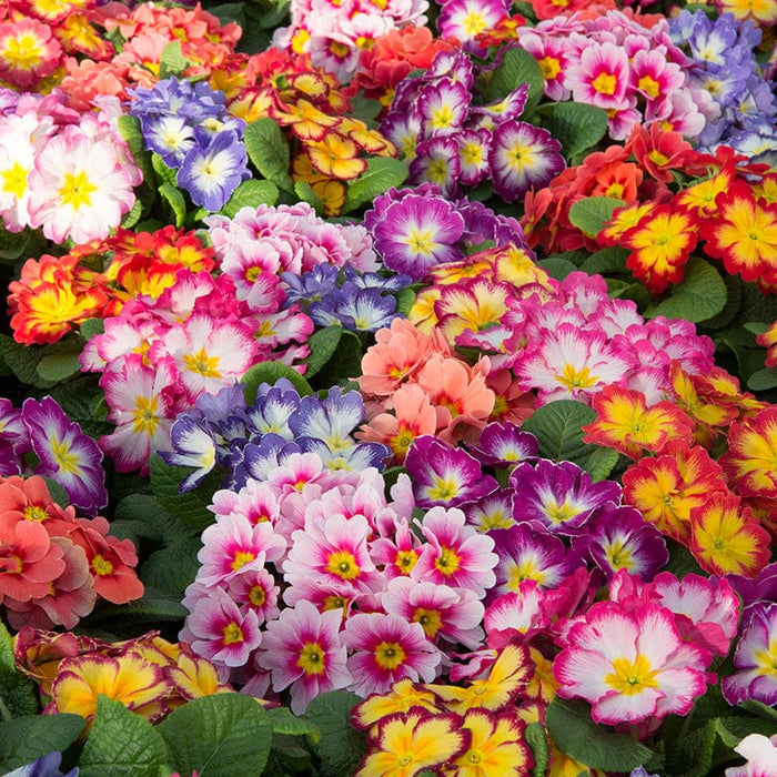 Primula Alaska Mix Bicolour From D.T. Brown