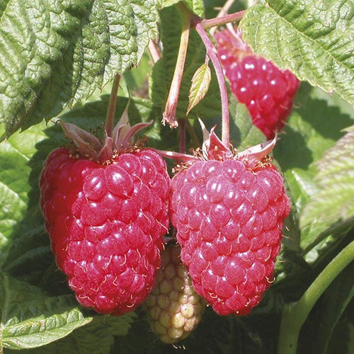 Raspberry Canes for Sale | Fruit Plants | D.T. Brown
