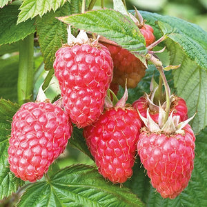 Raspberry Canes for Sale | Fruit Plants | D.T. Brown