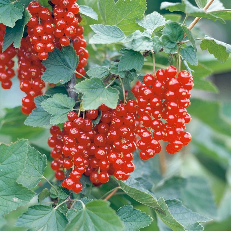 Redcurrant Junifer Fruit Plant From D.T. Brown