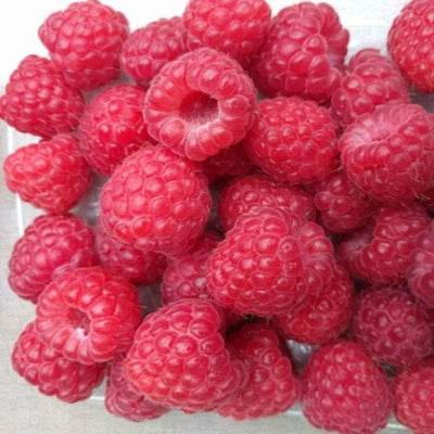 Raspberry Octavia Fruit Plants | D.T. Browns