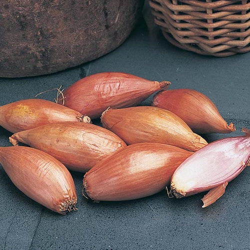 How to Grow Onion and Shallot Sets | D.T. Brown