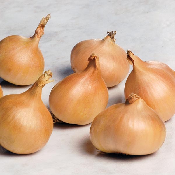 Shallot Yellow Moon Bulbs From D.T. Brown Seeds