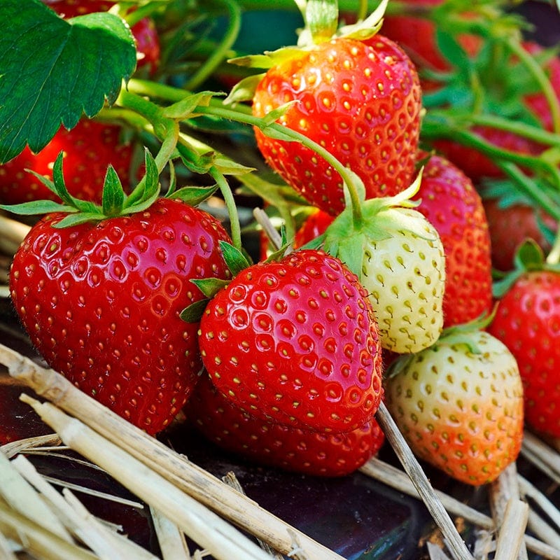Strawberry Allegro A+ Grade Fruit Plants From D. T. Brown