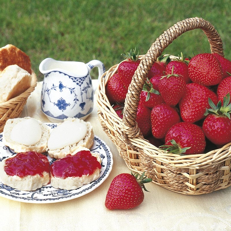 Strawberry Marshmello A+ Grade Fruit Plants From D. T. Brown