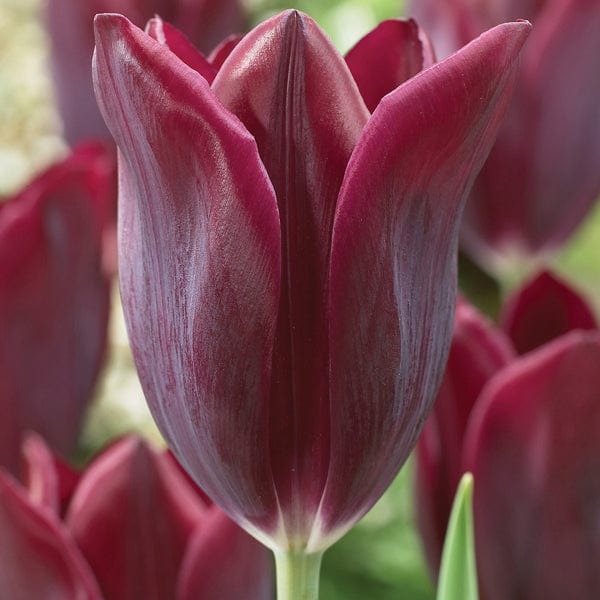 Tulip Havran Flower Bulbs From D. T. Brown