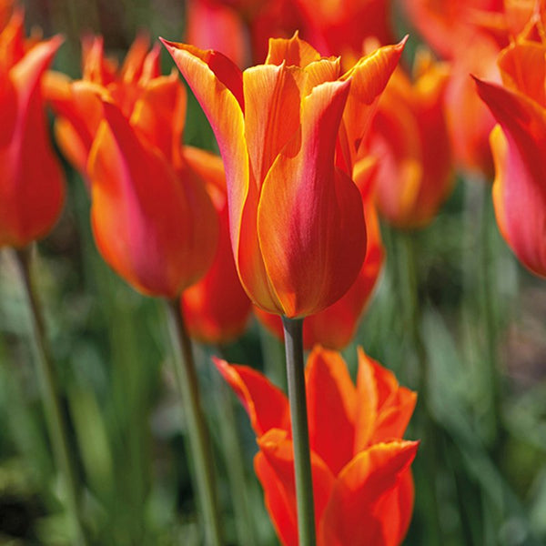 DT Brown Tulip Lily Flowered Bulb Collection | Premium Spring Flower Bulbs