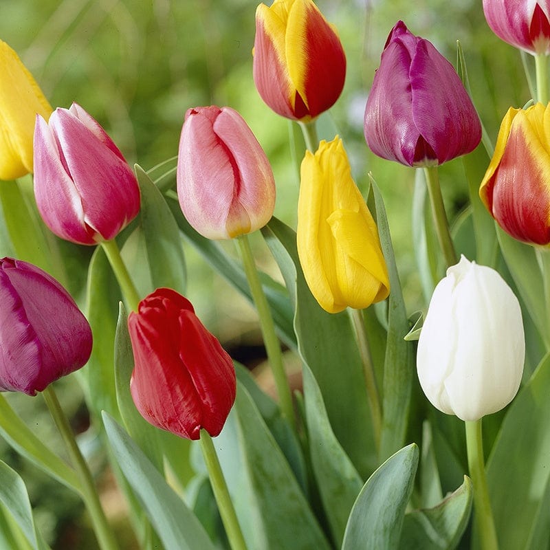 Mixed Tulip Bulbs | Flower Bulbs | D.T. Brown Seeds
