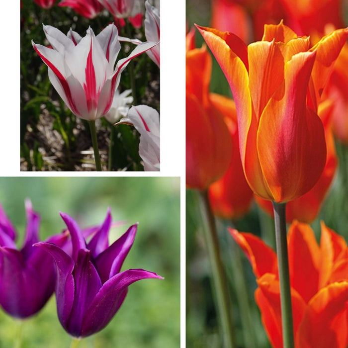 DT Brown Tulip Lily Flowered Bulb Collection | Premium Spring Flower Bulbs