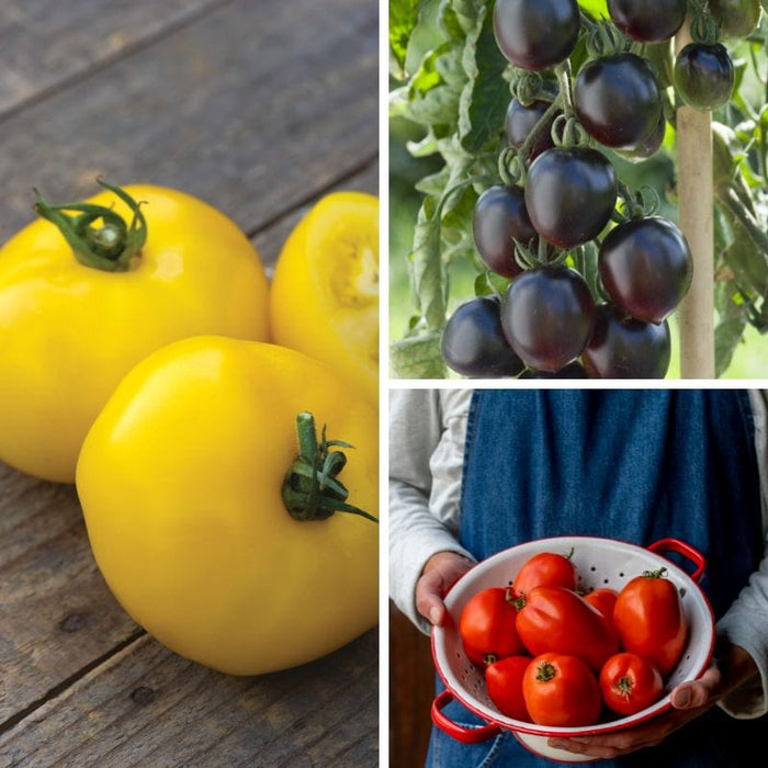 Outdoor Tomato Plants | Tomato Plants for Outside | D.T. Brown