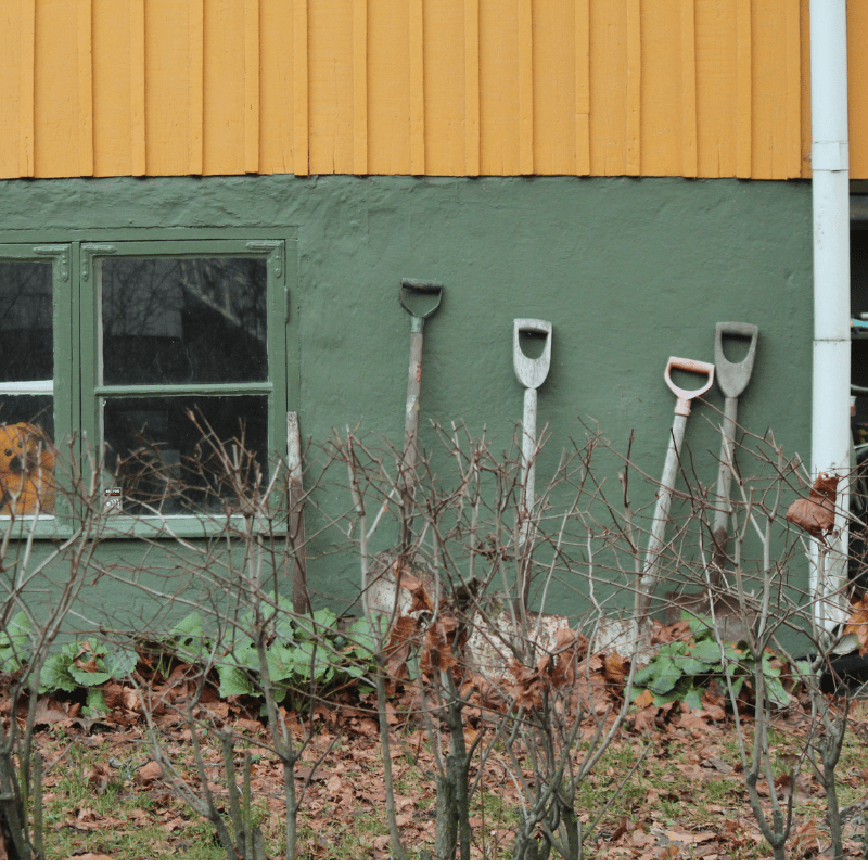 Chilli Pepper Apache F1 AGM Plants From D.T. Brown