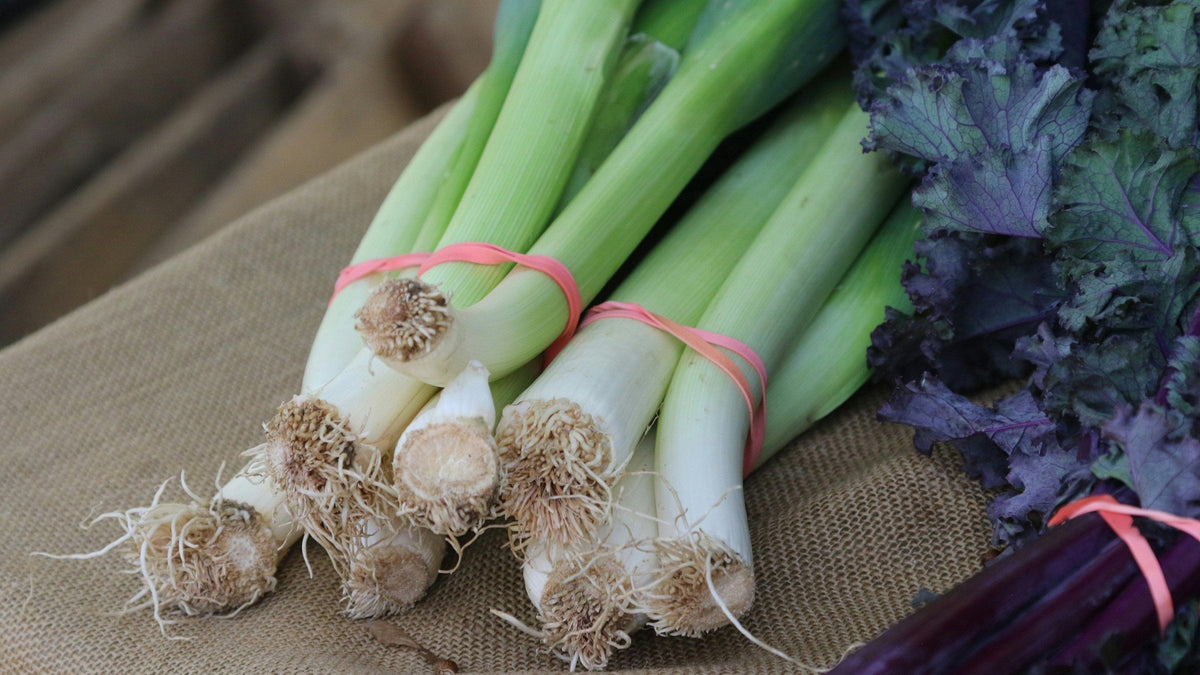 How to Grow Leeks | Growing Guide | D.T. Brown