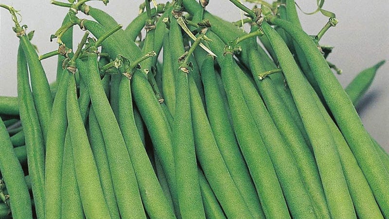 How to Grow French Beans | D.T. Brown