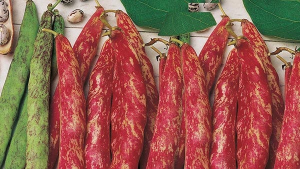 How to Grow French Beans | D.T. Brown