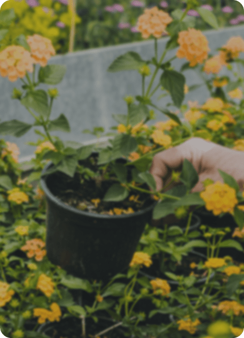 All Seeds | Seeds from D.T. Brown Seeds | D.T. Brown Seeds