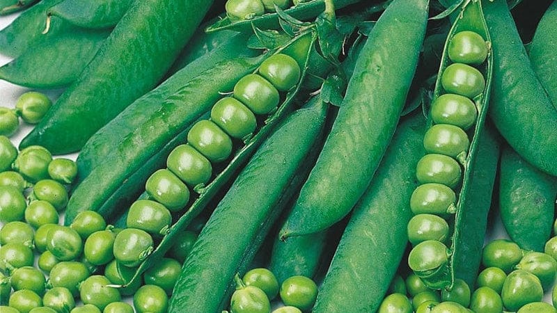 How To Grow Peas from Seed | D.T. Brown