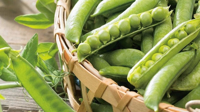 How To Grow Peas from Seed | D.T. Brown